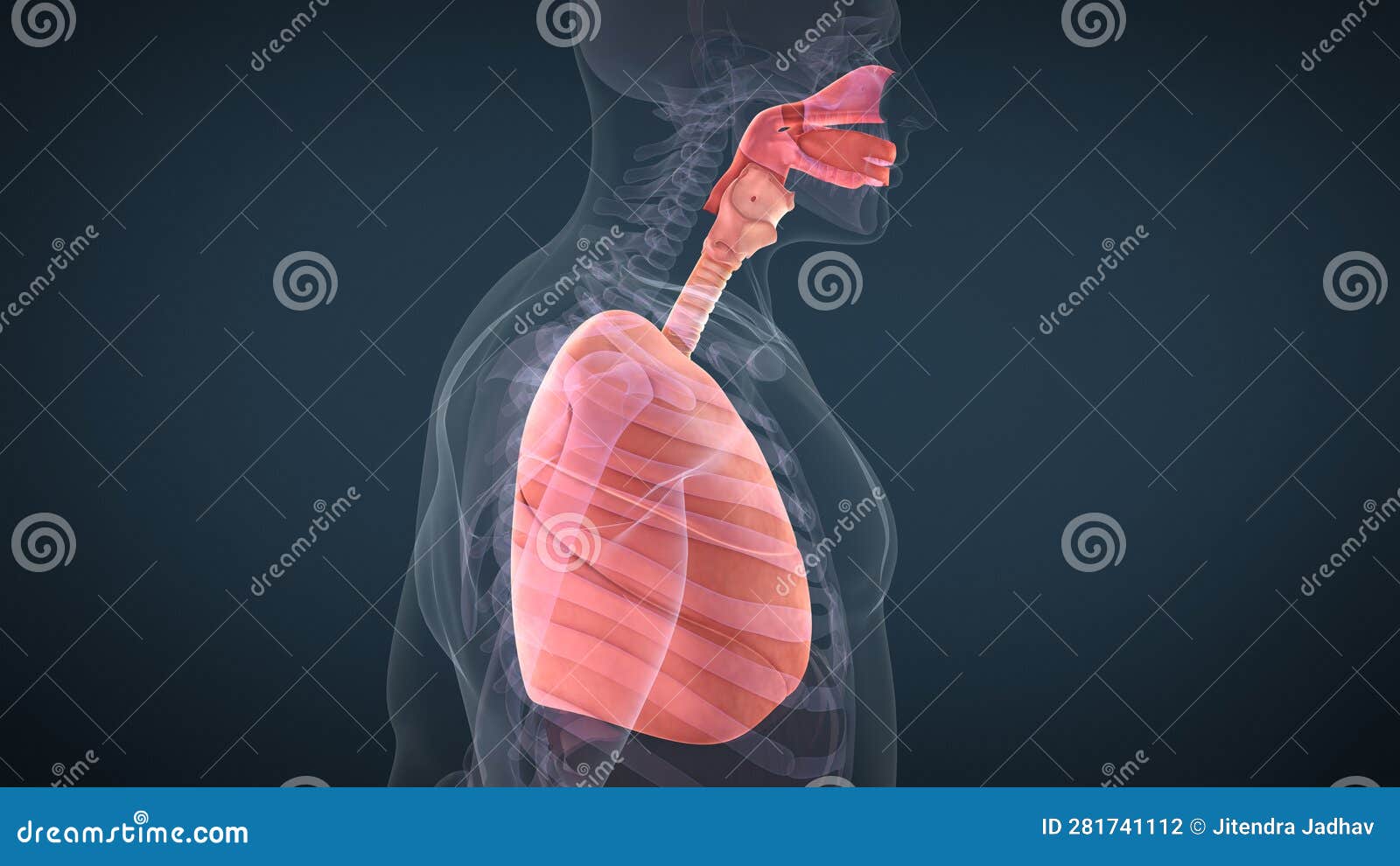 Human Respiratory System Lungs Anatomy Stock Illustration ...