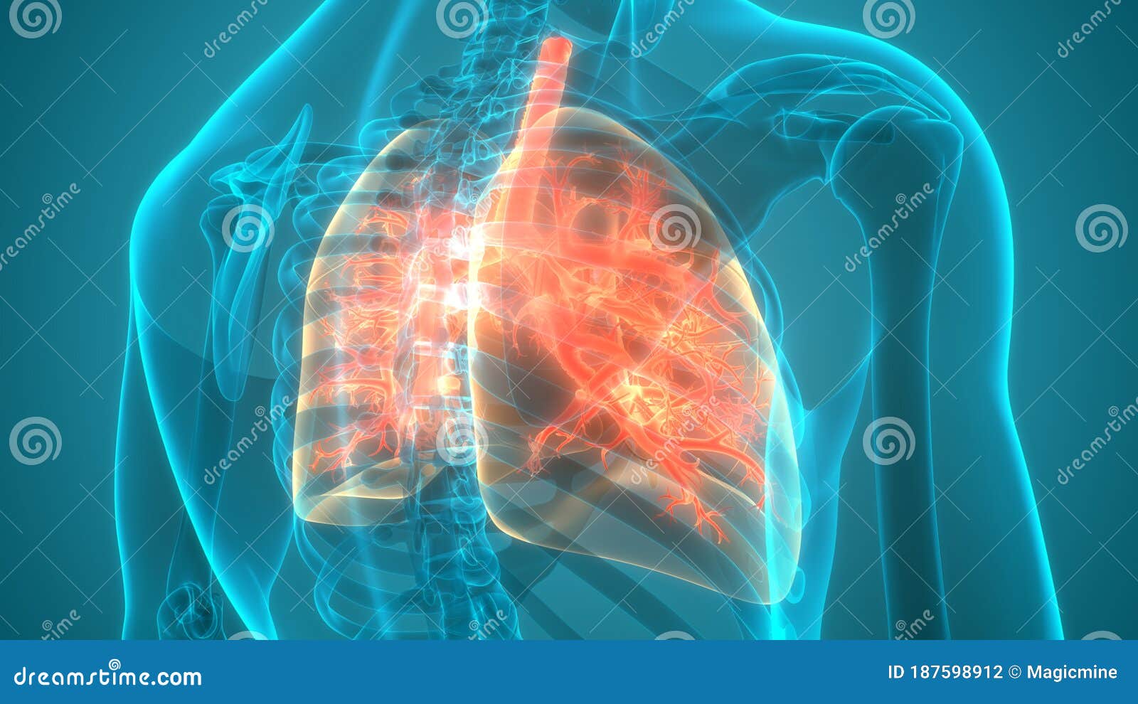 Human Respiratory System Lungs Anatomy Stock Illustration ...