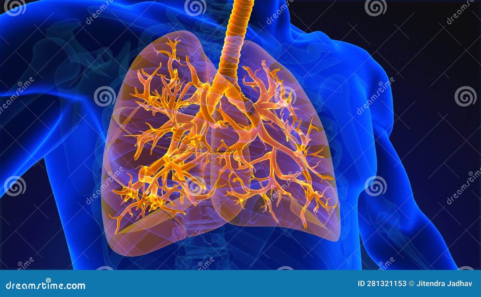 Human Respiratory System Lungs Anatomy Stock Illustration ...