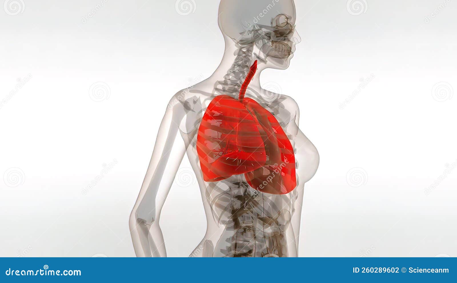 Human Respiratory System Lungs Anatomy Illustration Concept 3d Stock