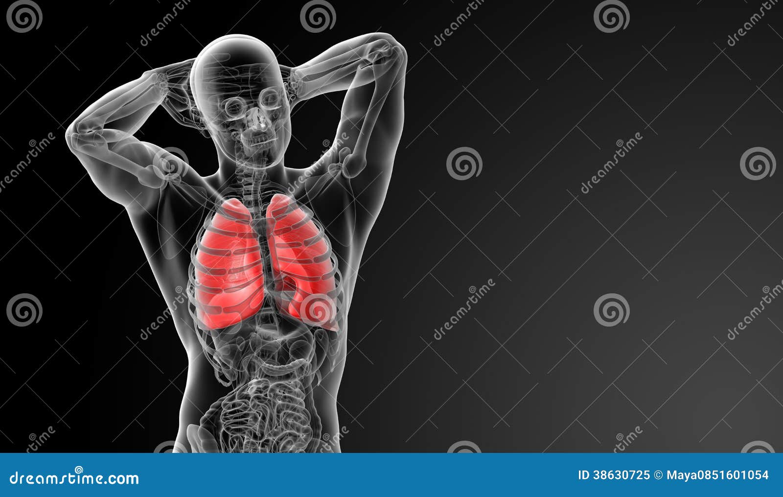 Human Respiratory System in X-ray Stock Illustration - Illustration of ...