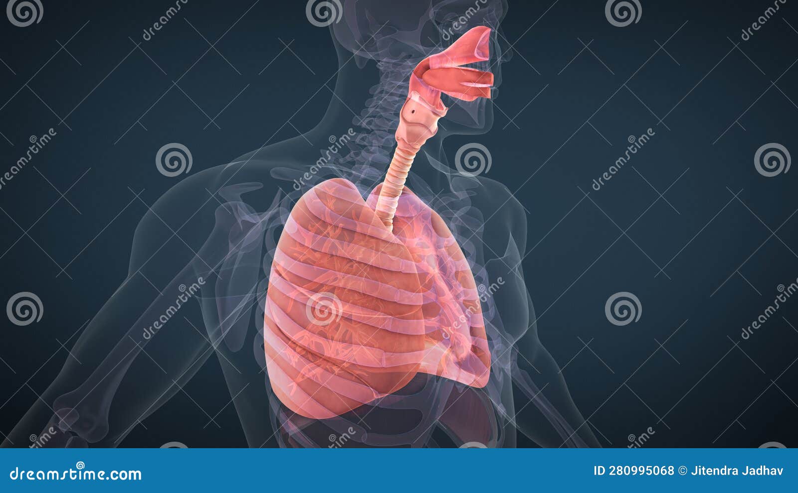 Human Respiratory System Lungs Anatomy Stock Illustration ...