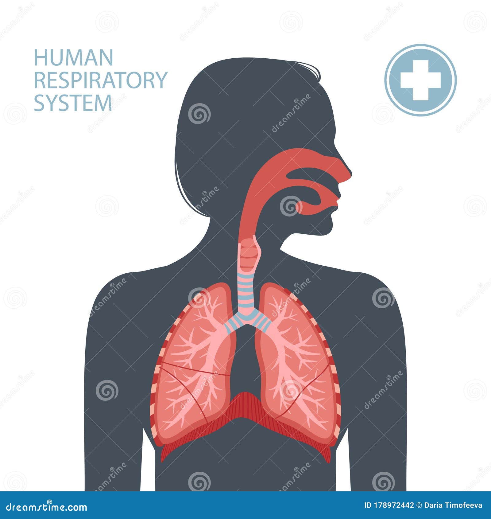 Human respiratory system stock vector. Illustration of diagram - 178972442