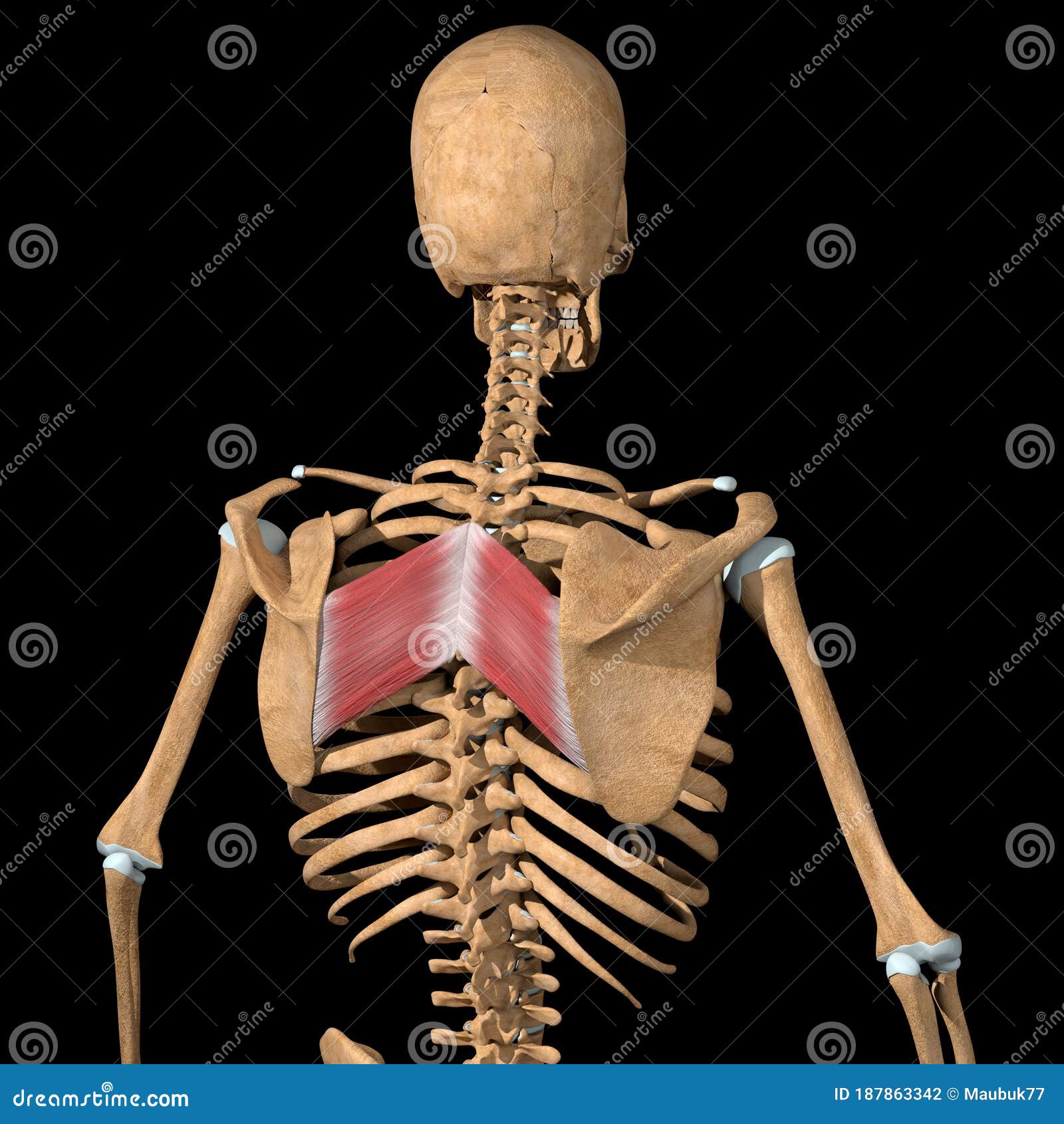 Rhomboid Muscles As Skeletal Muscular System For Spine Outline Diagram ...