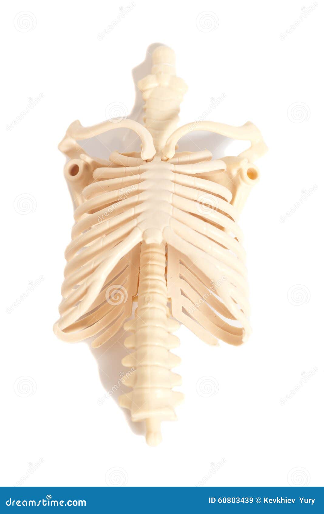 Human rib cage stock image. Image of skeletal, medical - 60803439
