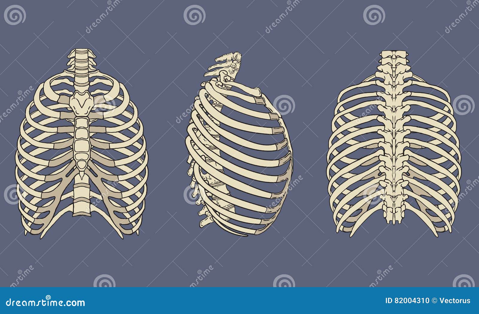 Human Rib Cage Skeletal Anatomy Pack Stock Vector - Illustration of ...