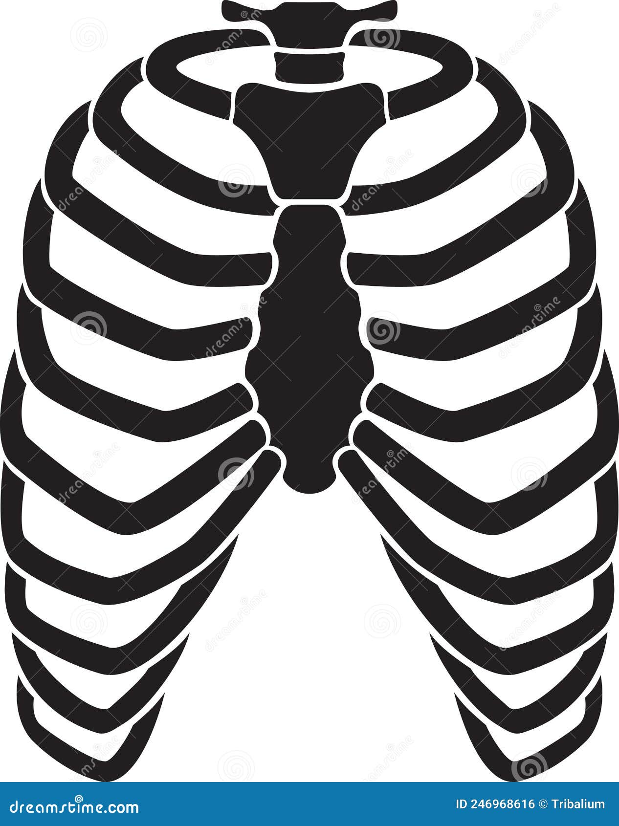 Human Rib Cage Skeleton Black Vector Stock Vector - Illustration of ...