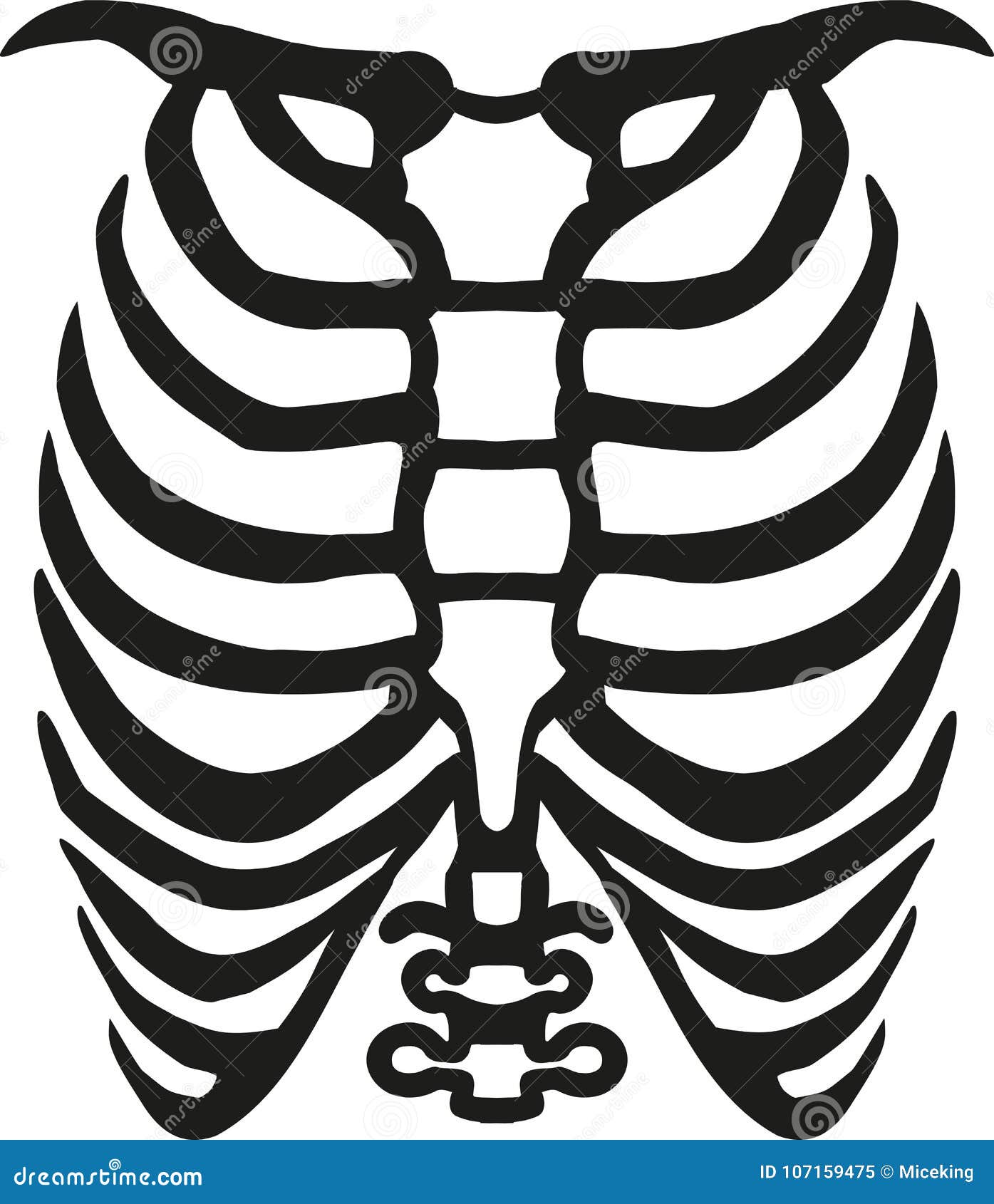 Human Ribcage Hand Drawn Line Art Anatomically Correct. White Over ...