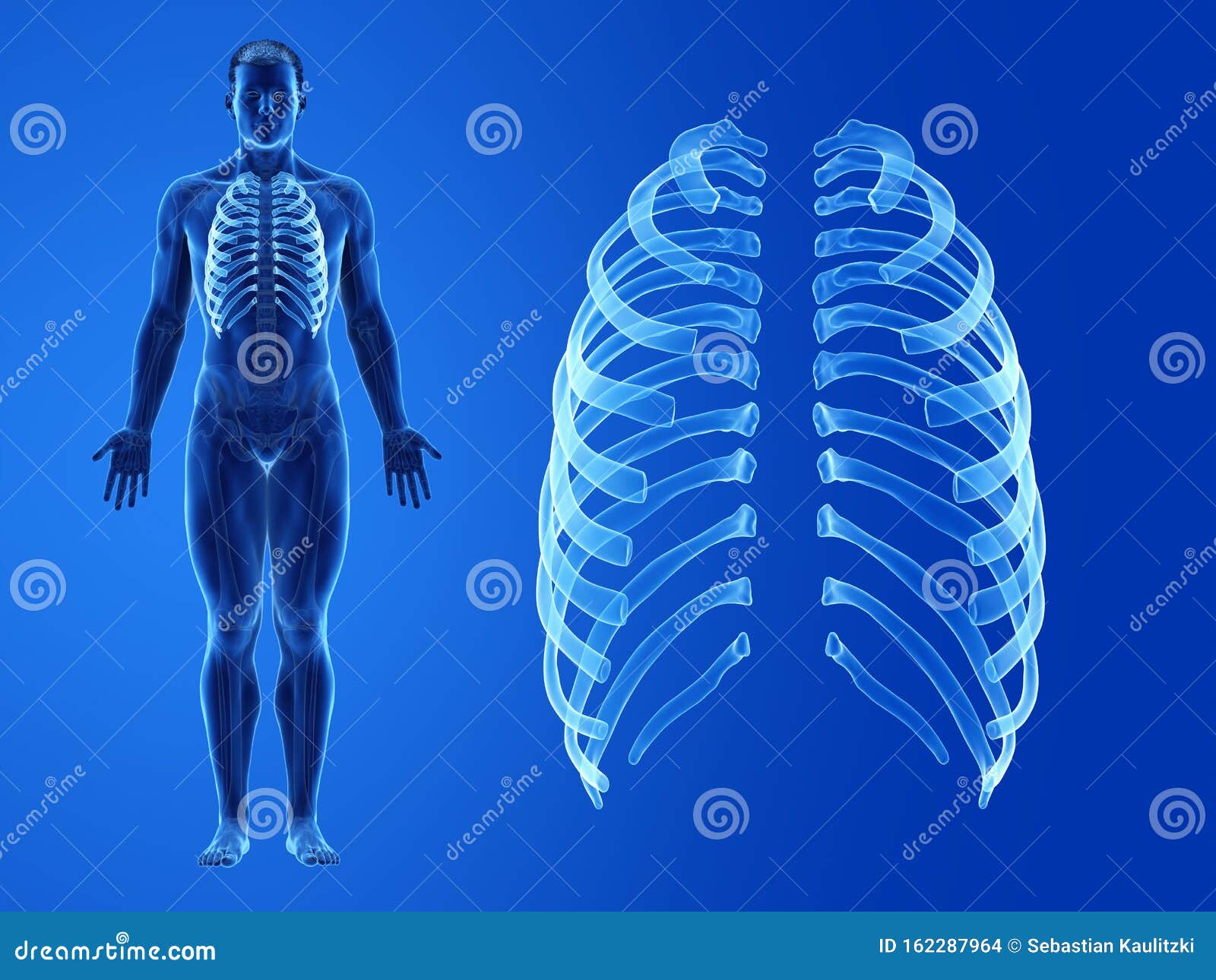 The human ribs stock illustration. Illustration of biology - 162287964