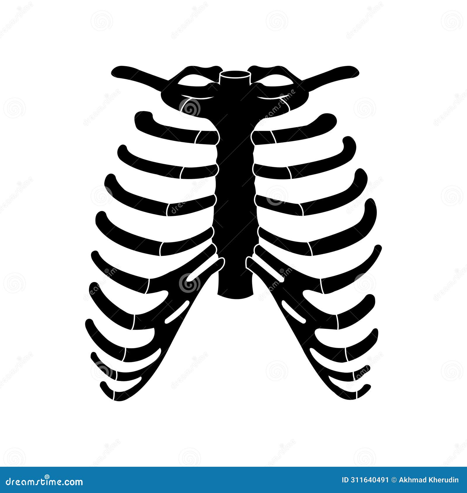 Human ribs icon stock vector. Illustration of graphic - 311640491