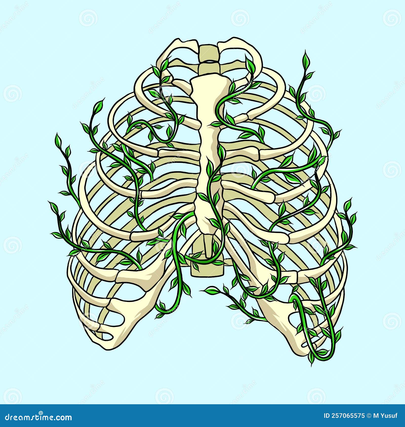 Human Ribs. Illustration from Vector about Science and Medical Stock ...