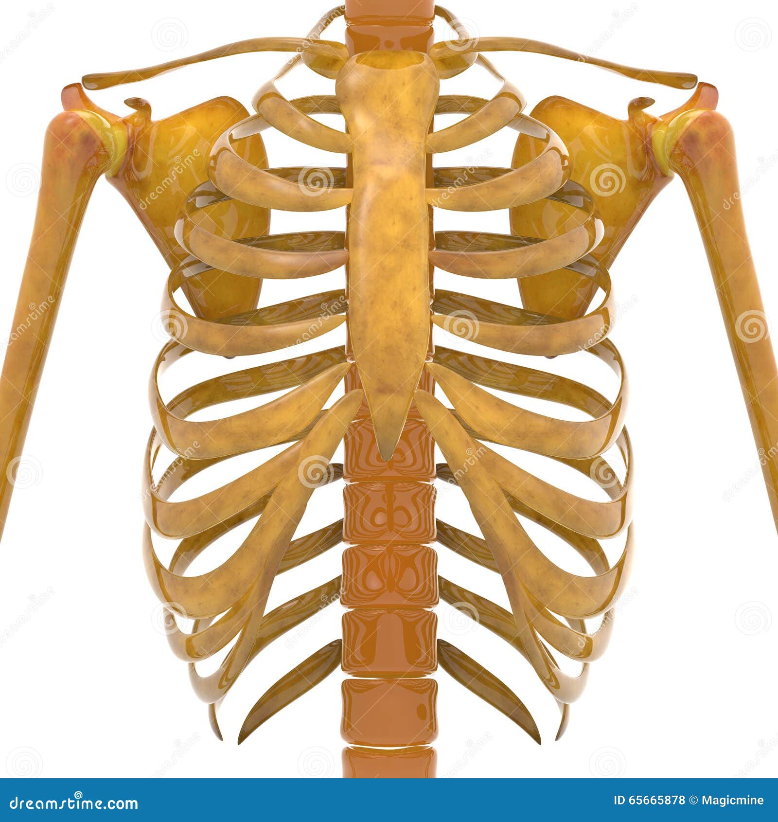 Human Ribs with Scapula Bones Stock Illustration - Illustration of ...