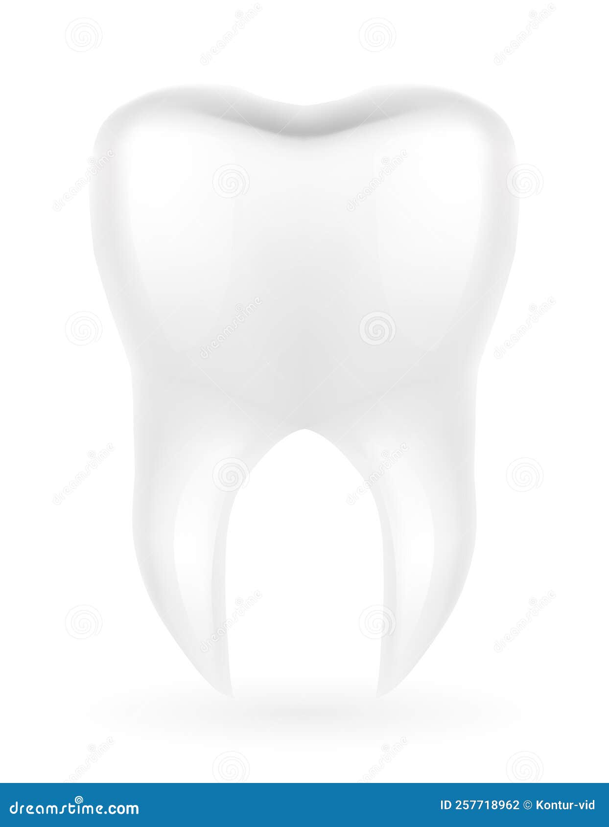 Human Root Tooth Model Vector Illustration Stock Vector - Illustration ...