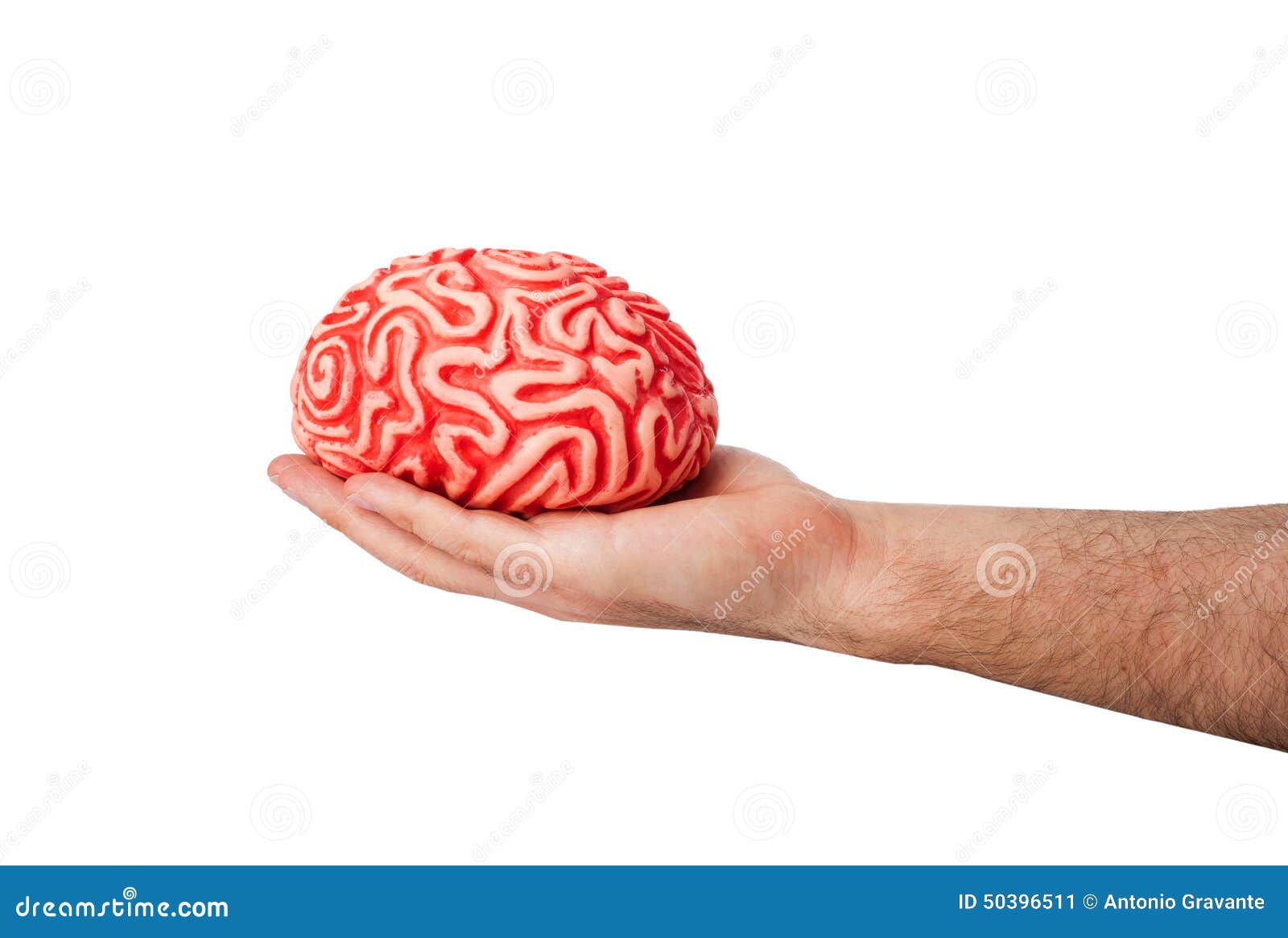 Human Rubber Brain in a Hand Stock Image - Image of neurons, mind: 50396511