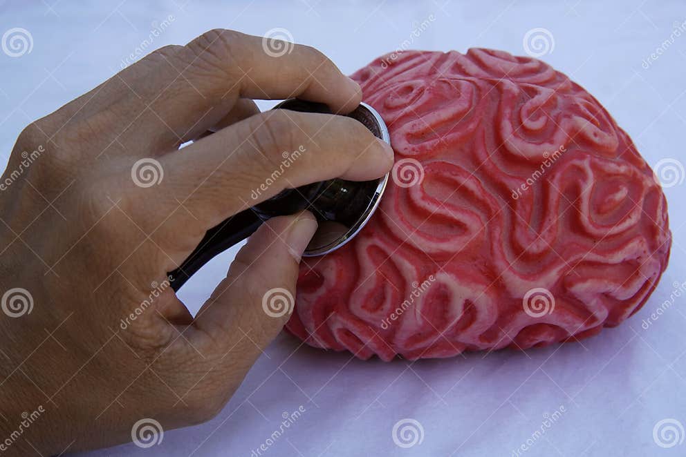 Human Rubber Brain with a Stethoscope. Selective Focus Stock Image ...