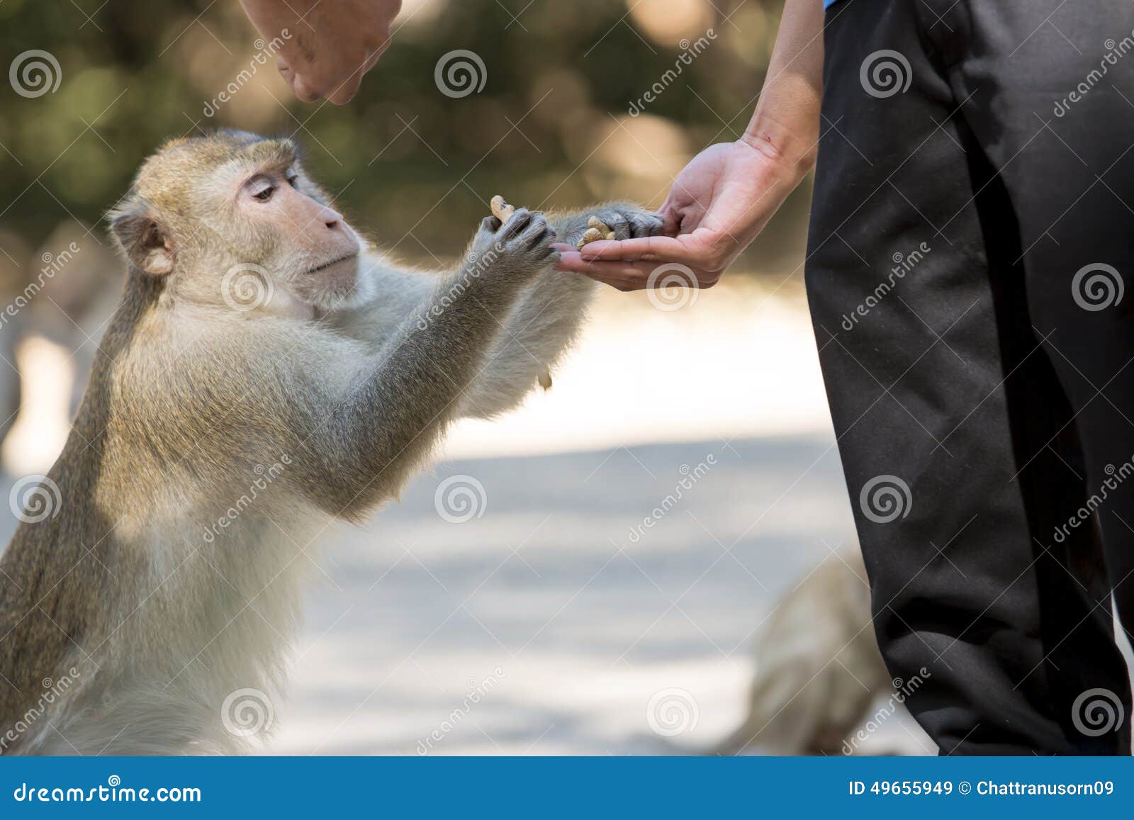 Human s hand feed monkey stock image. Image of habitat - 49655949