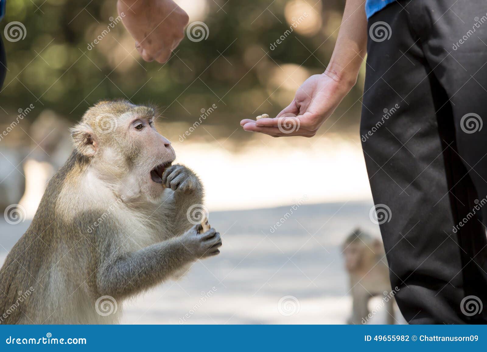 Human s hand feed monkey stock photo. Image of asia, summer - 49655982
