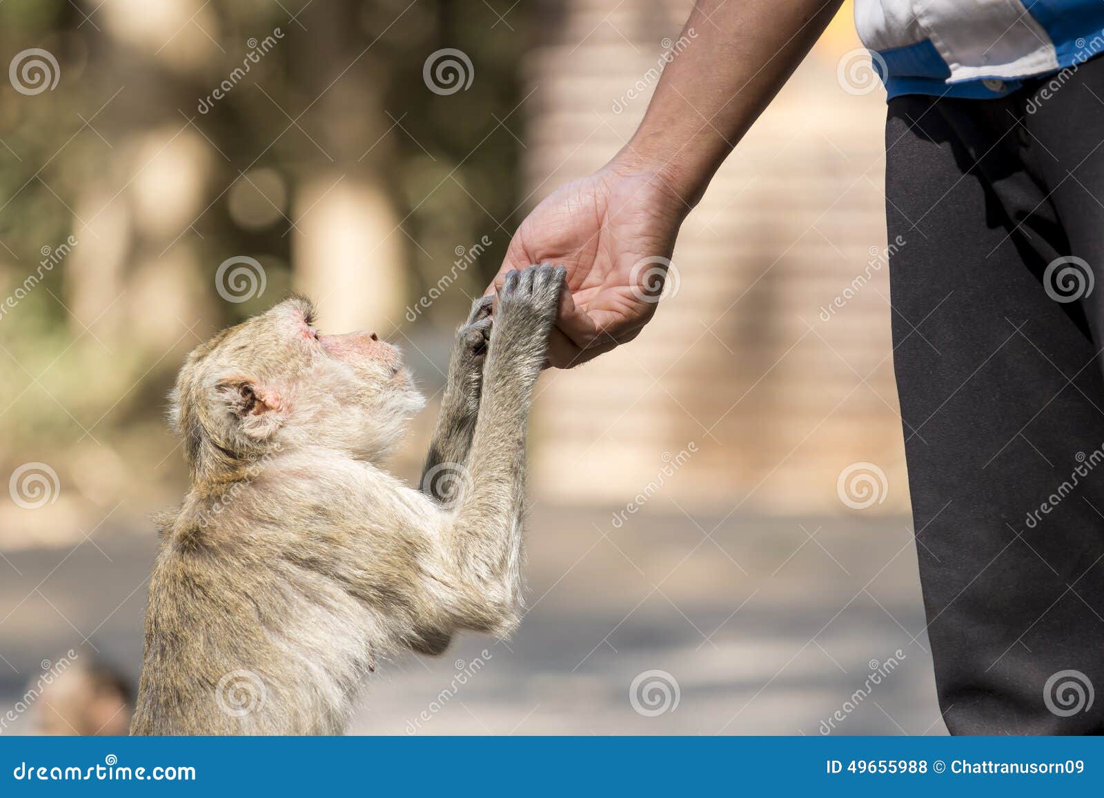Human s hand feed monkey stock photo. Image of taking - 49655988