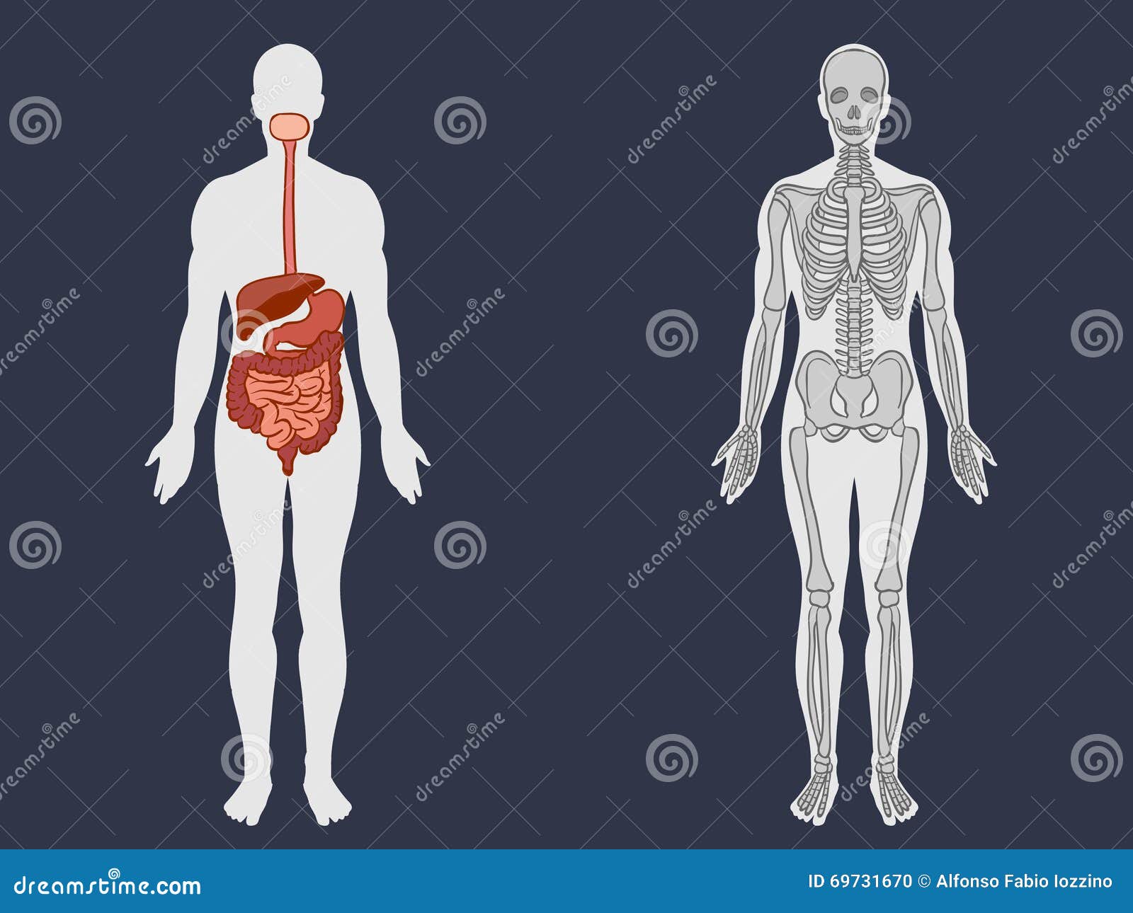 Human S Skeletal and Digestive System Stock Illustration - Illustration ...