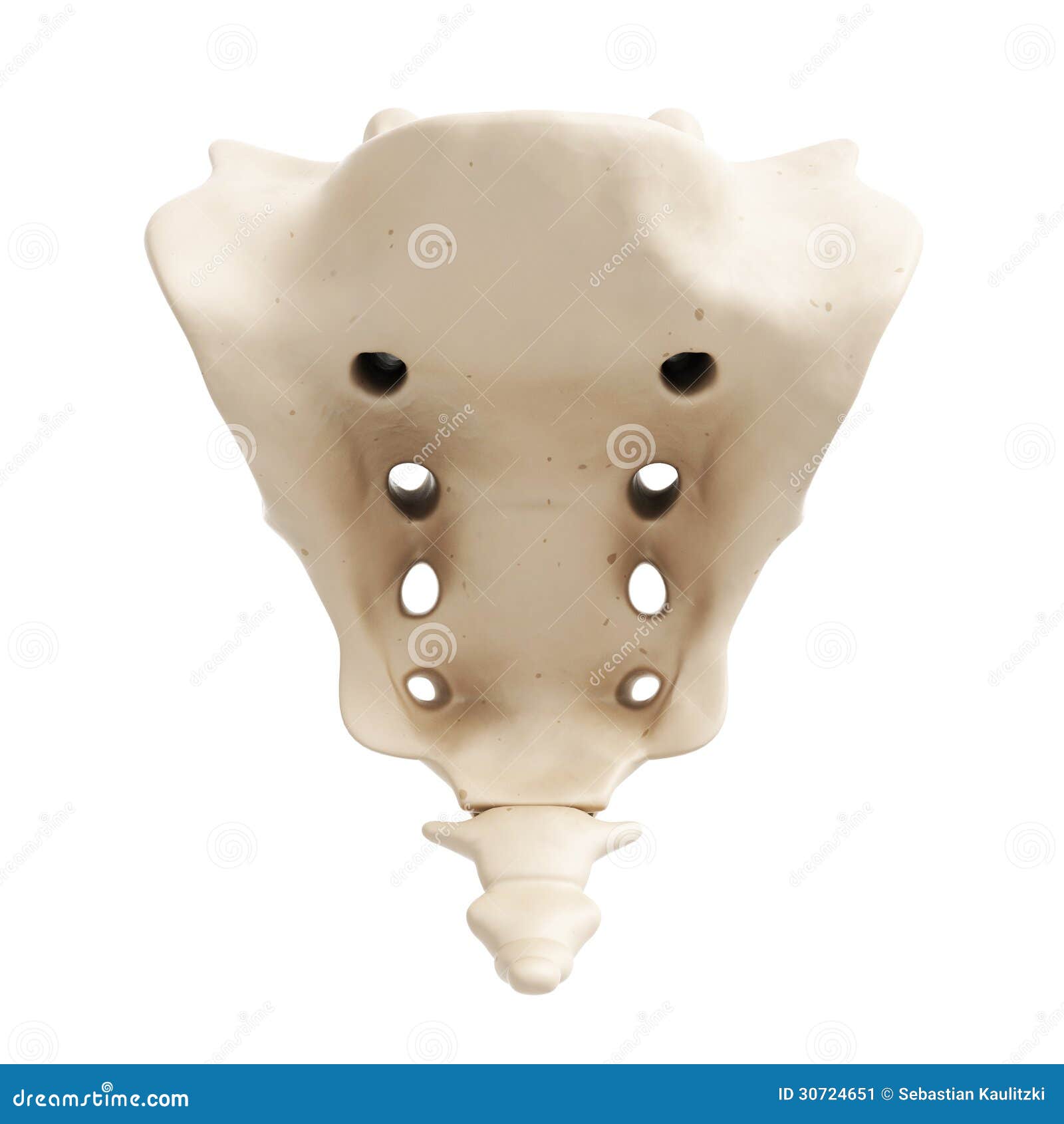 Human sacrum stock illustration. Illustration of skeleton - 30724651