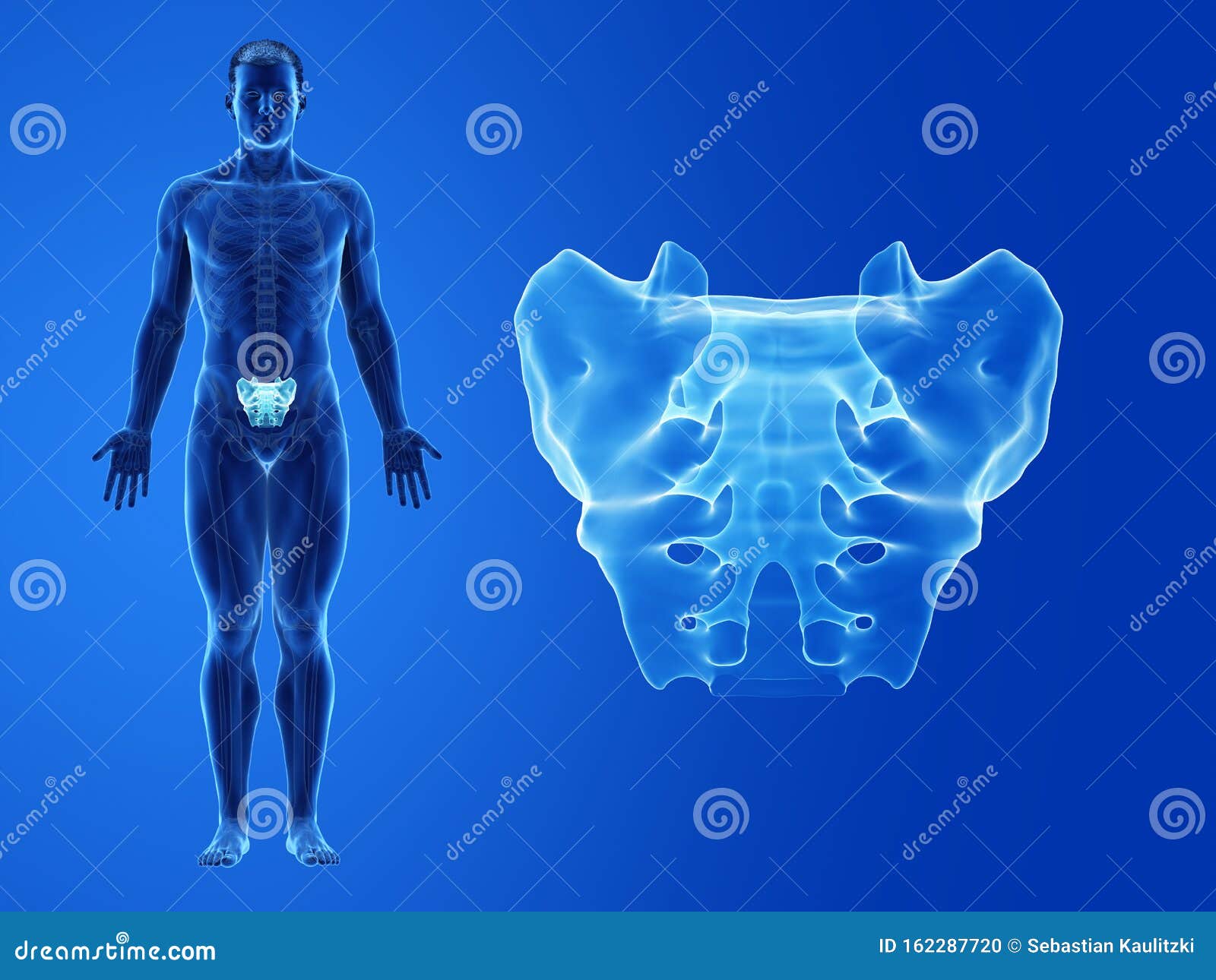 Human Sacrum Bone Structure Diagram, Anatomical Vector Illustration ...