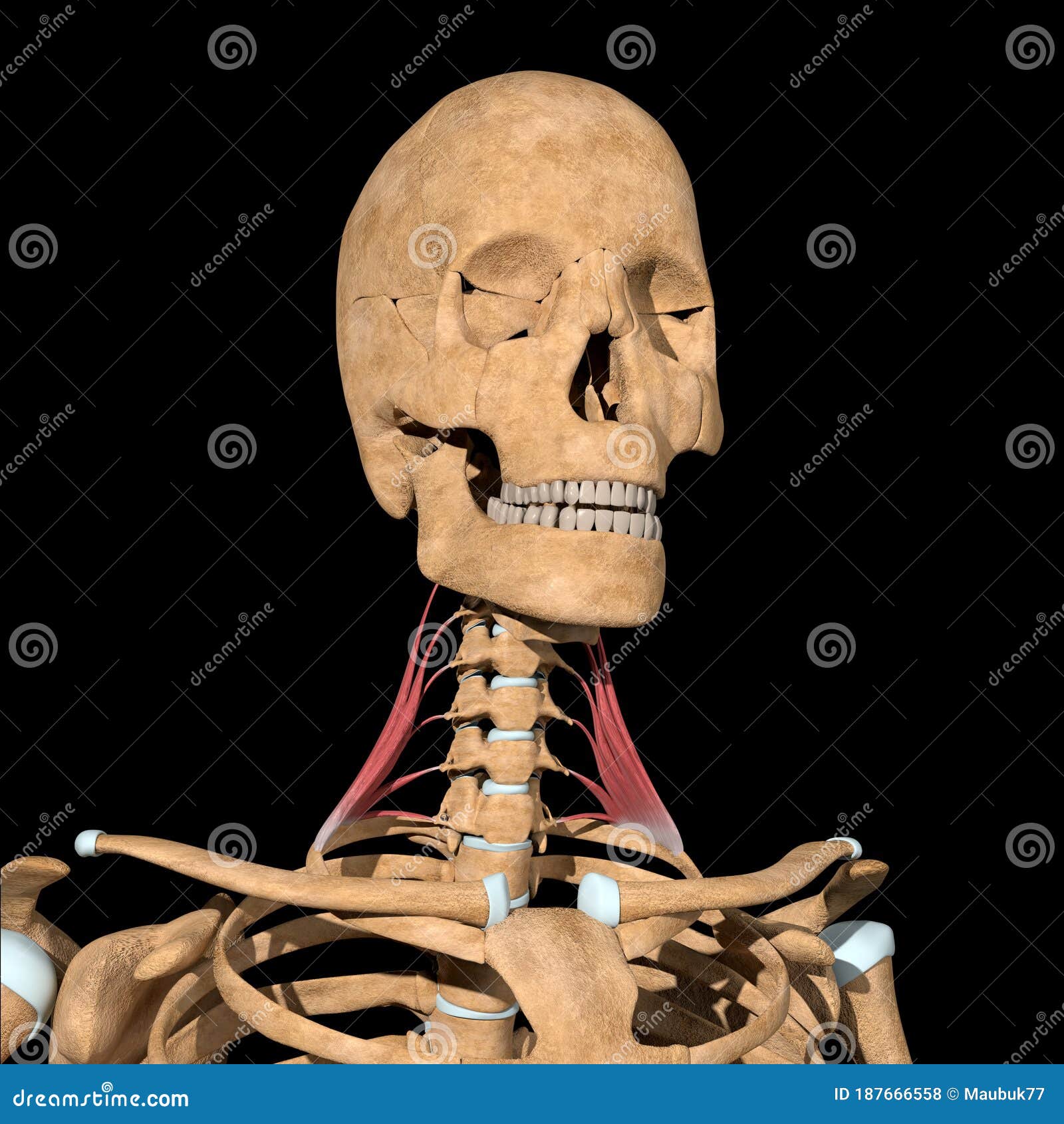 Human Scalene Medium Muscles on Skeleton Stock Illustration ...