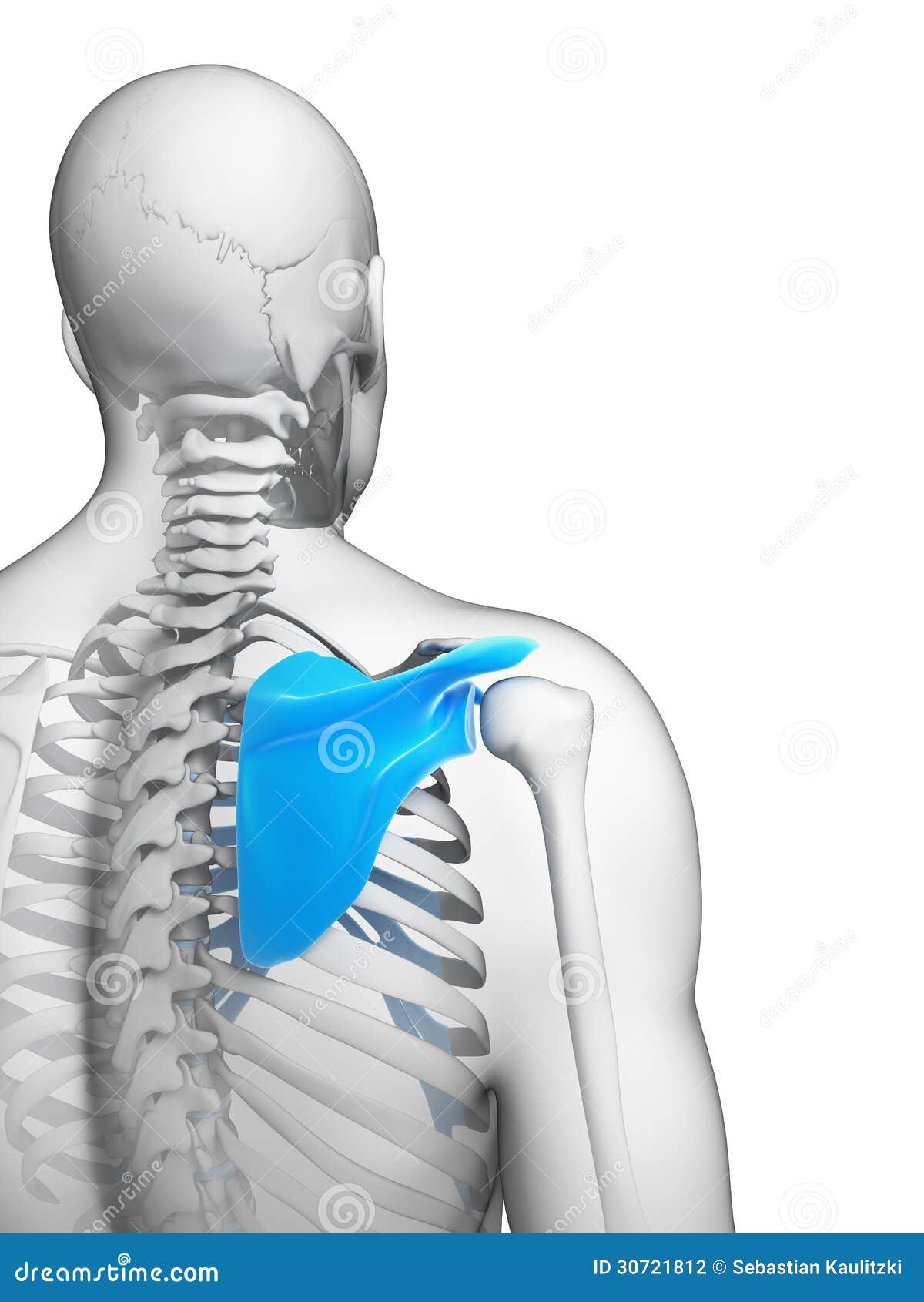 Human Scapula With Spinal Cord Stock Photography | CartoonDealer.com ...
