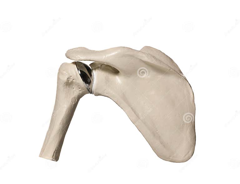 Human schoulder stock photo. Image of front, health, material - 27724608