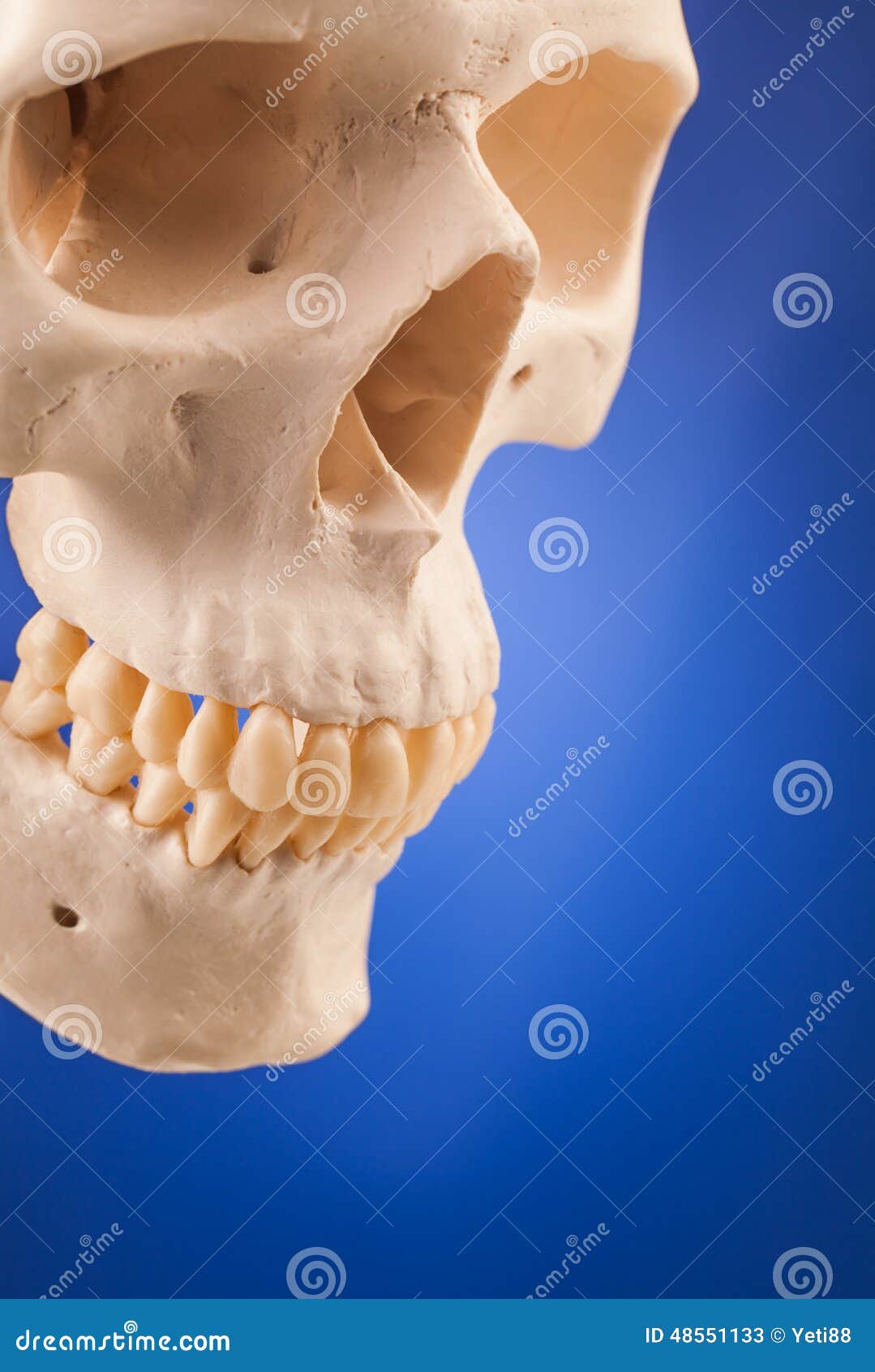 Human Scull and Blue Background Stock Image - Image of pine, anatomy ...