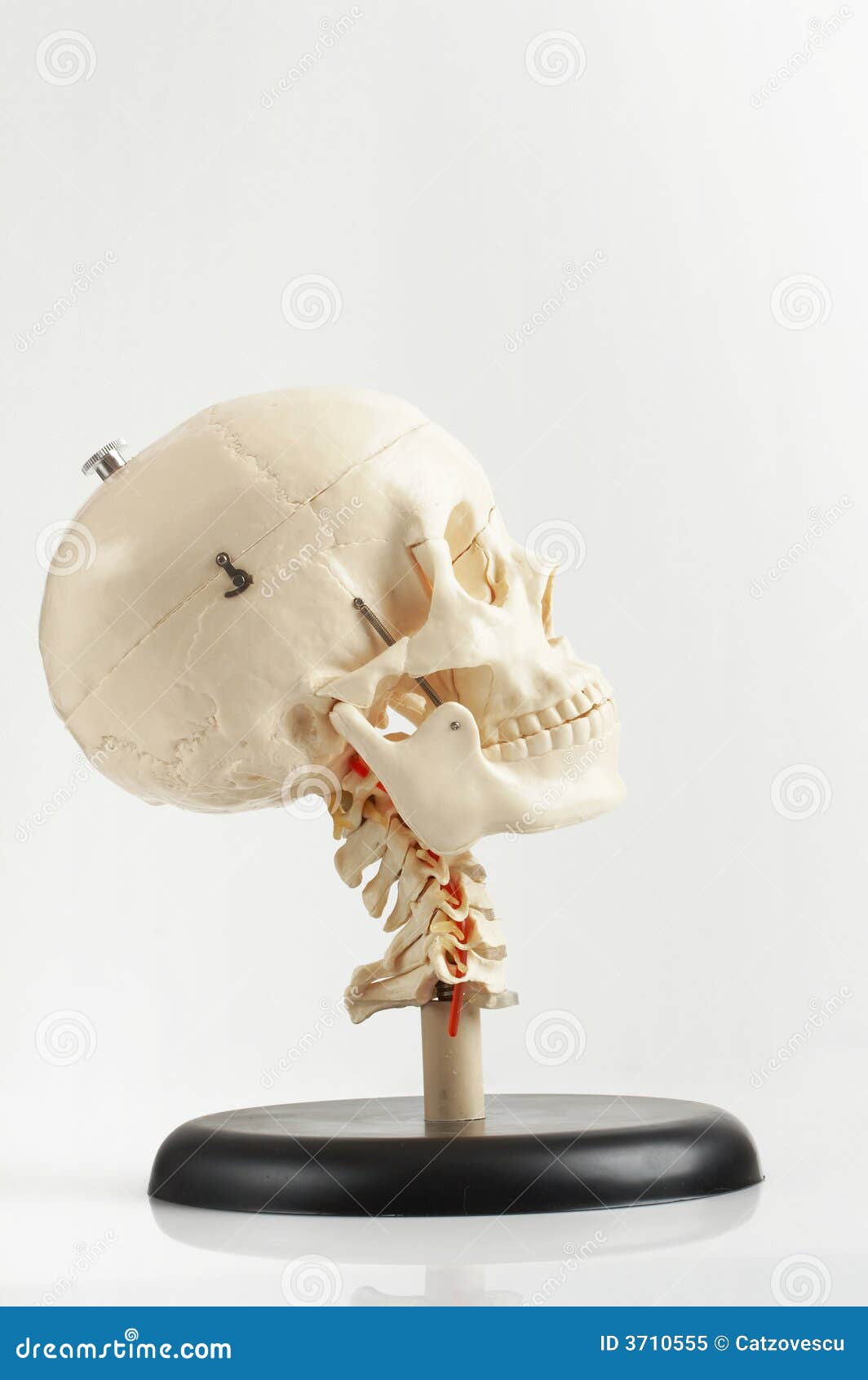 Human scull - model stock image. Image of head, life, gothic - 3710555