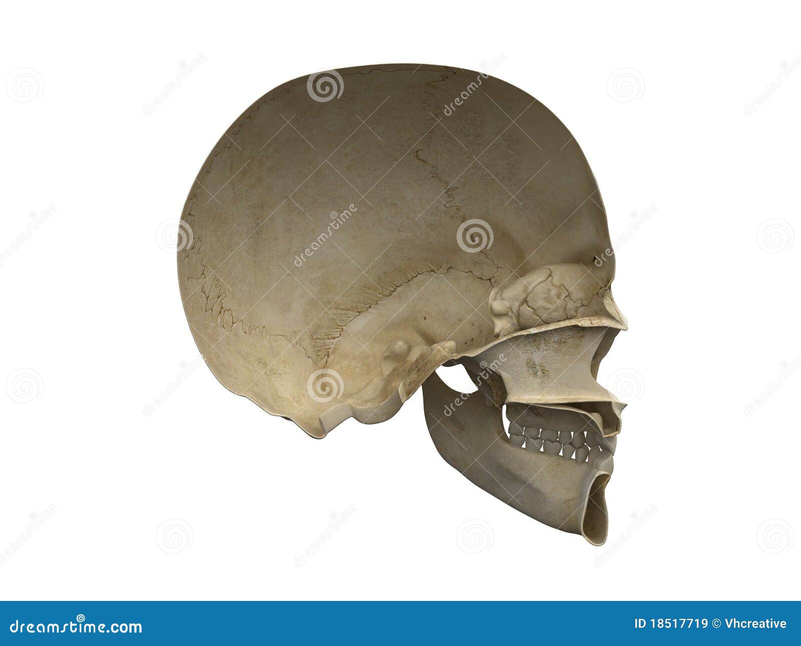 Human Scull Vertical Section Side View Stock Illustration ...