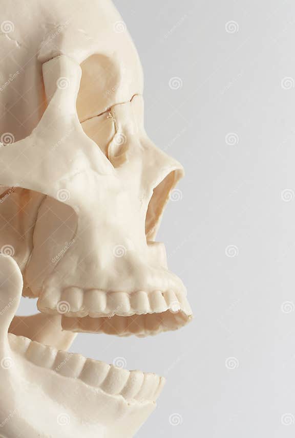 Human Scull View from One Side on White Background Stock Photo - Image ...