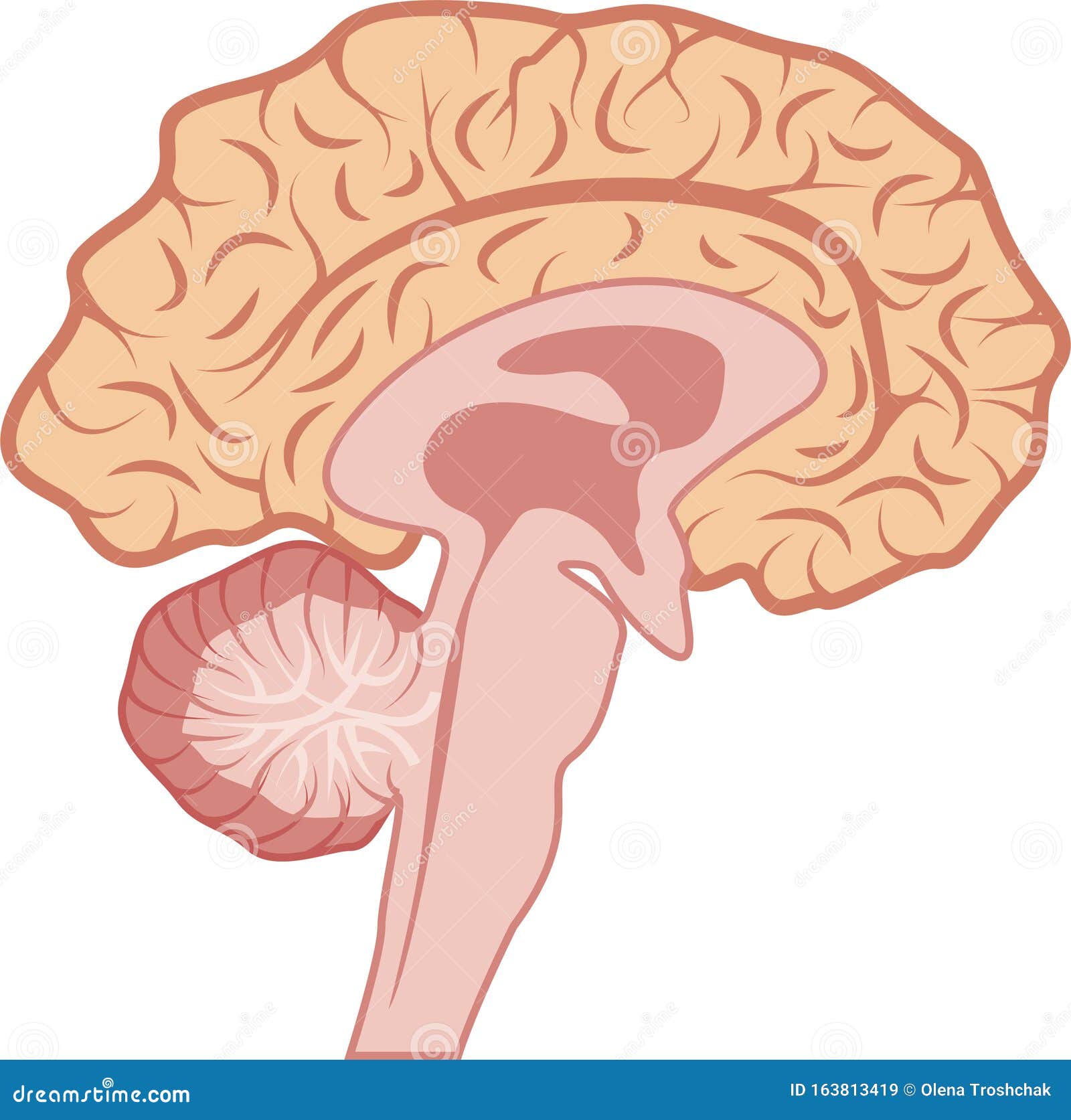 Human sectional brain stock vector. Illustration of sectional - 163813419