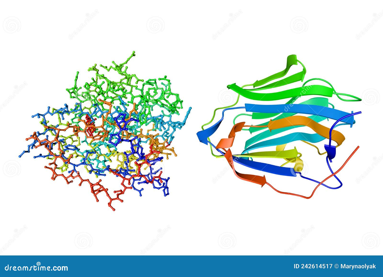 Human Sex Hormone Binding Globulin Shbp Crystal Structure And