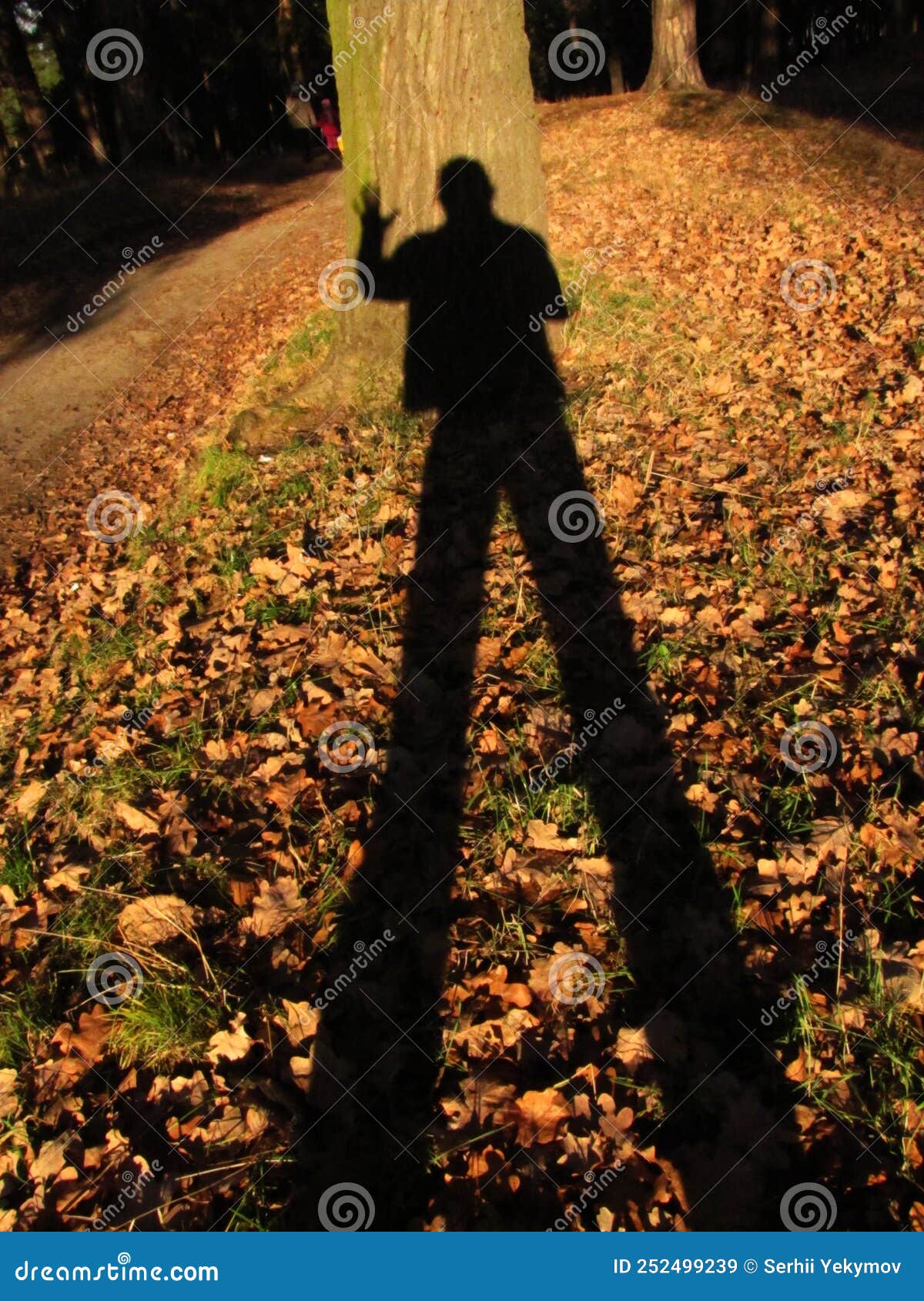 Human shadow on a tree stock image. Image of golden - 252499239