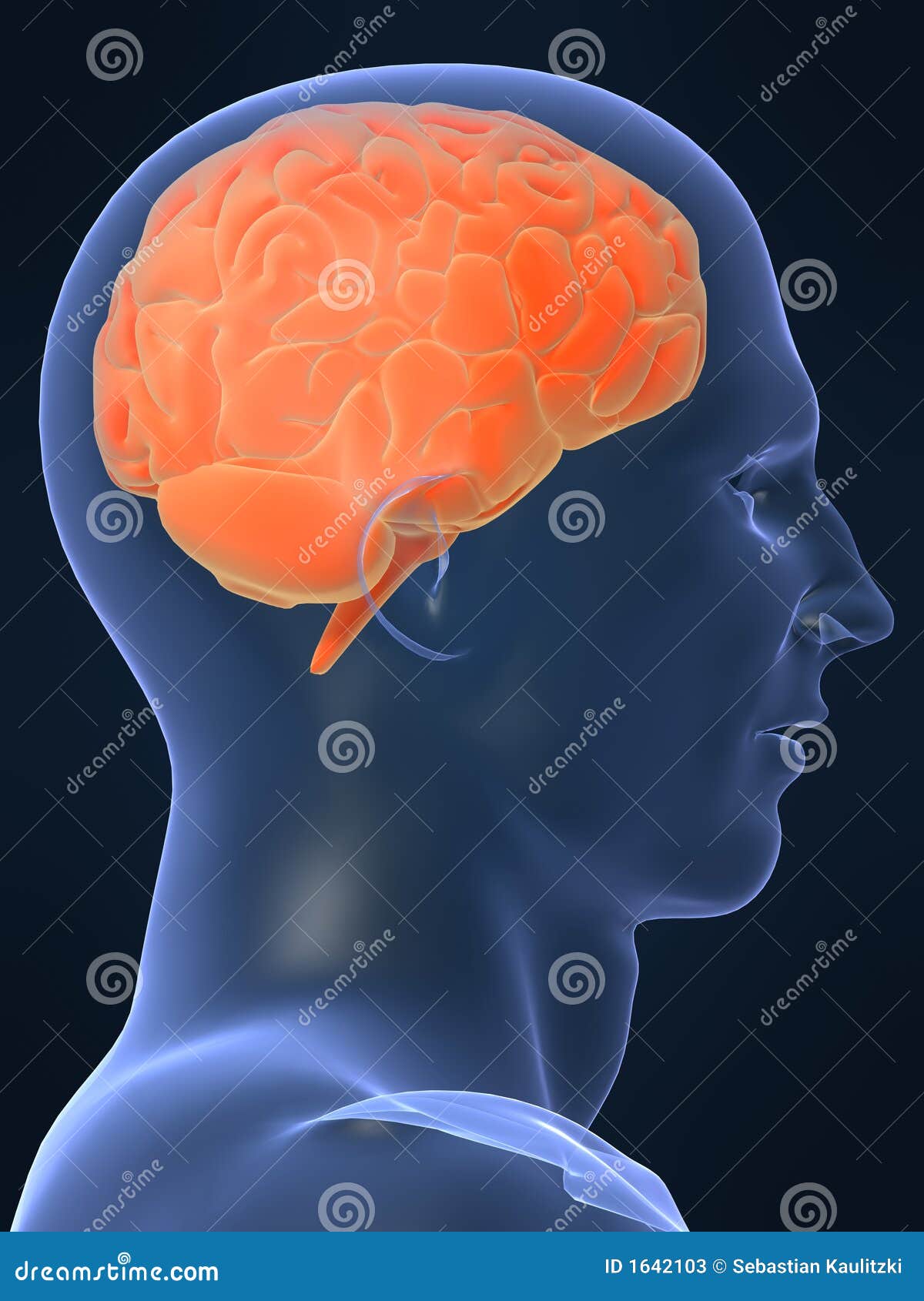 Human shape with brain stock illustration. Illustration of clipart ...