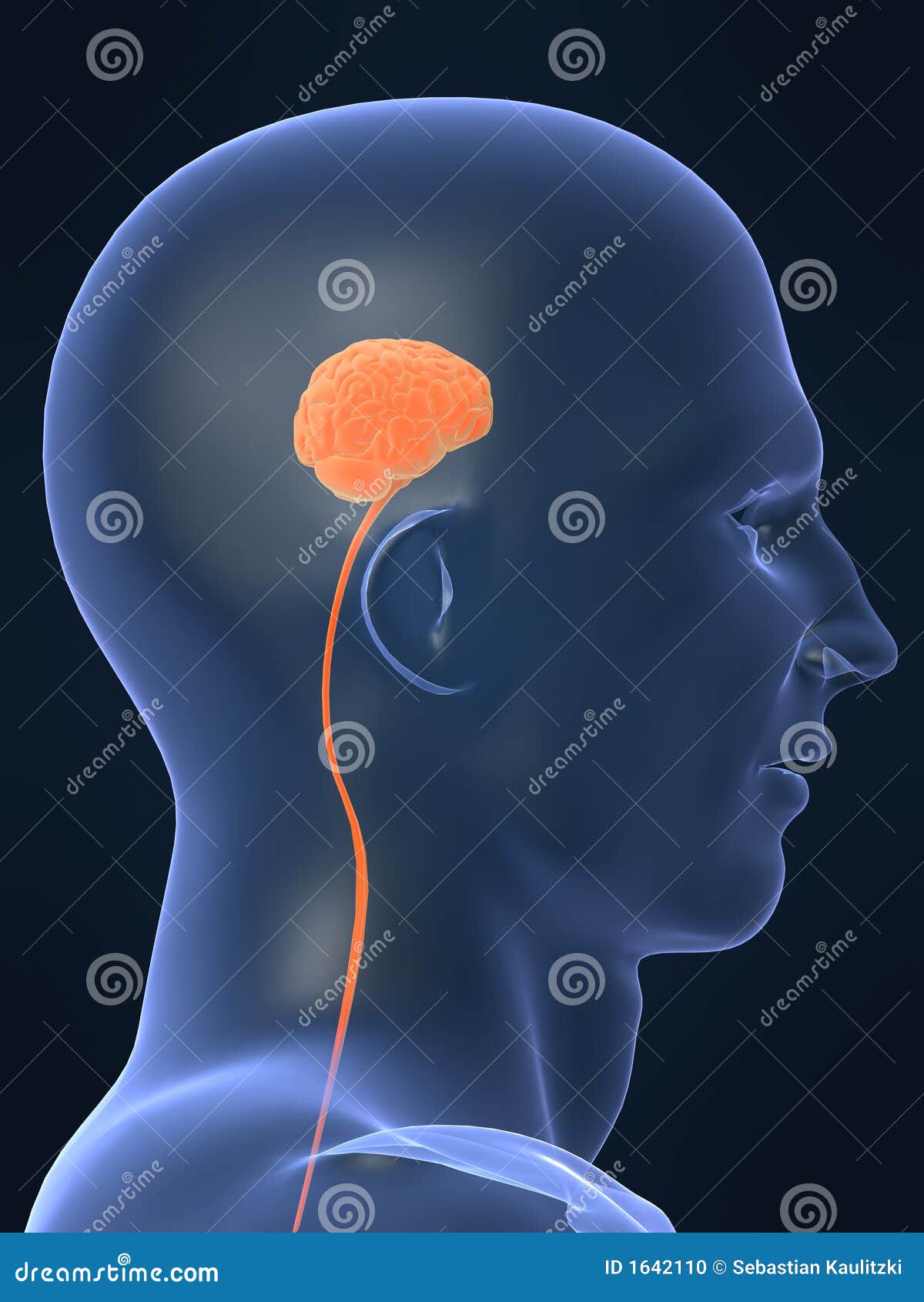 Human shape with brain stock illustration. Illustration of anatomy ...