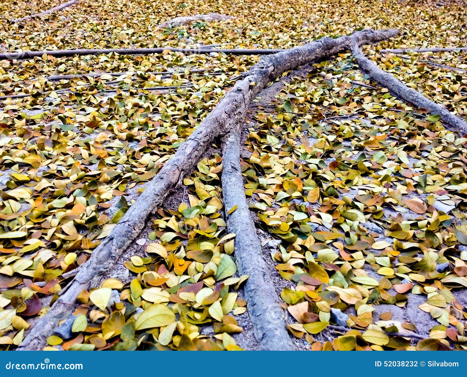 Human-Shape Tree Root stock photo. Image of leaves, fall - 52038232