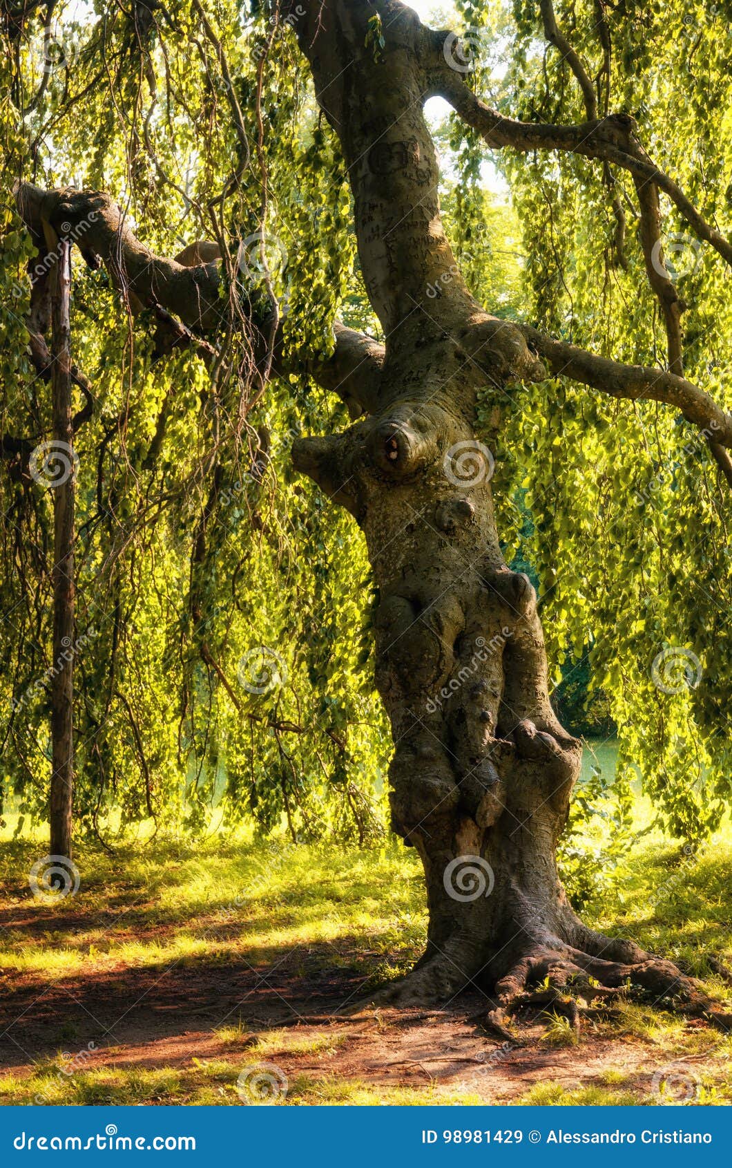 Human shaped tree stock image. Image of park, environment - 98981429