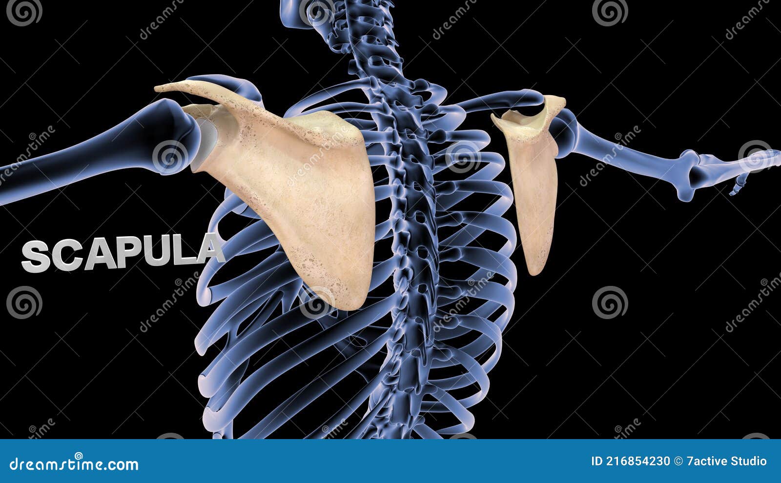 Human Shoulder Bone Scapula Stock Illustration - Illustration of ...