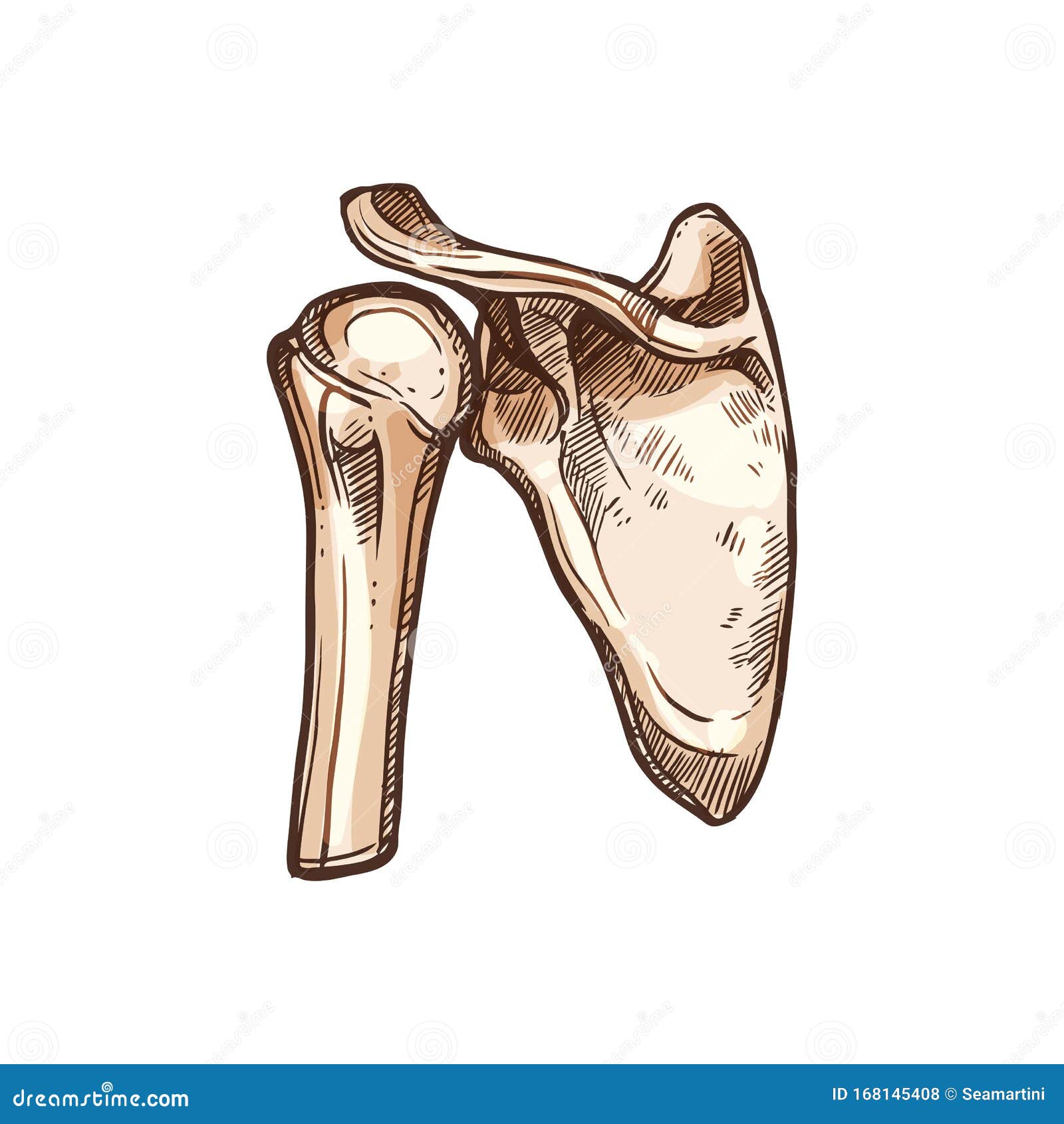 Human Shoulder Bones Scapula, Clavicle, Humerus Stock Vector ... Human Shoulder Bones Scapula, Clavicle, Humerus Stock Vector ...