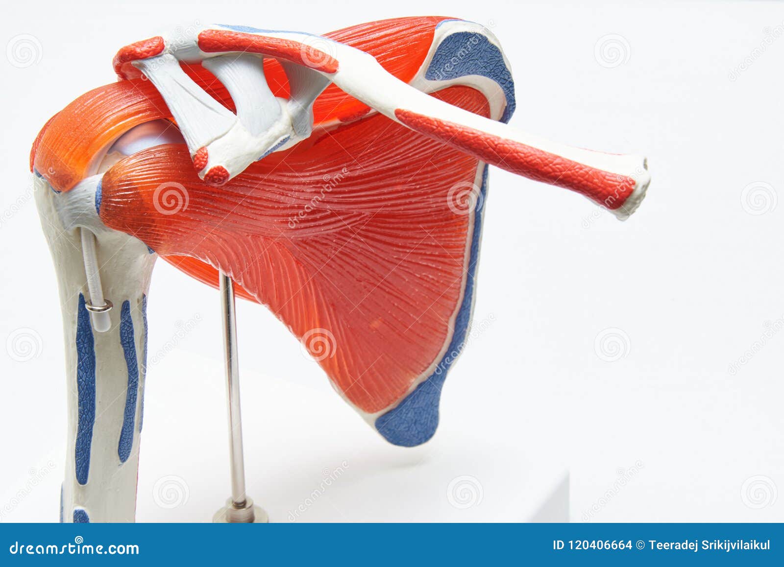 Human Shoulder Model in Medical Office Stock Photo - Image of strength ...