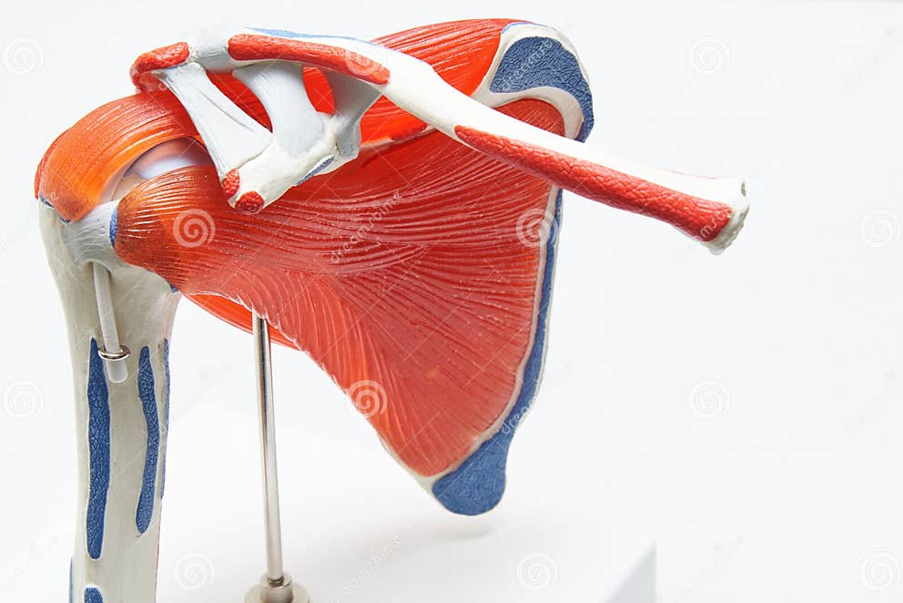 Human Shoulder Model in Medical Office Stock Photo - Image of strength ...