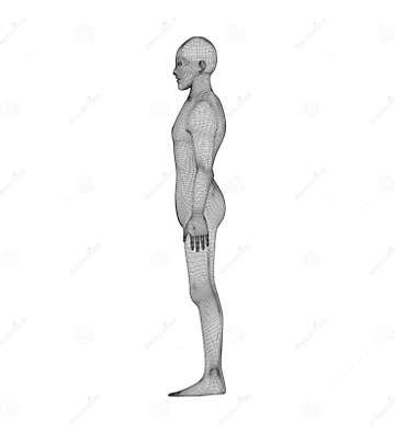 Human Side View. Wireframe Model with Lines on White Background Stock ...