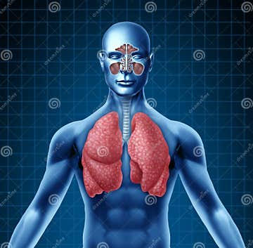 Human Sinus and Respiratory System Stock Illustration - Illustration of ...