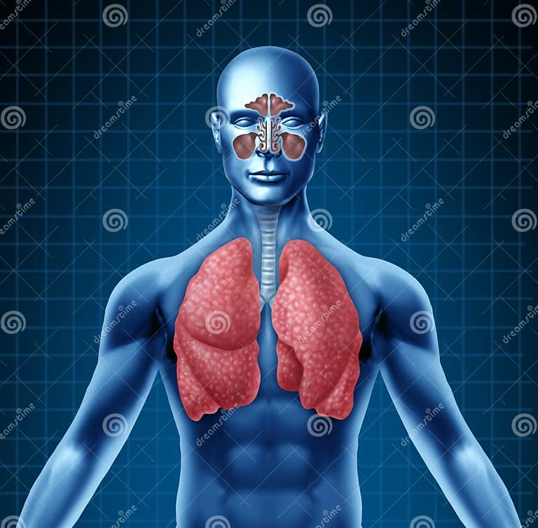Human Sinus and Respiratory System Stock Illustration - Illustration of ...