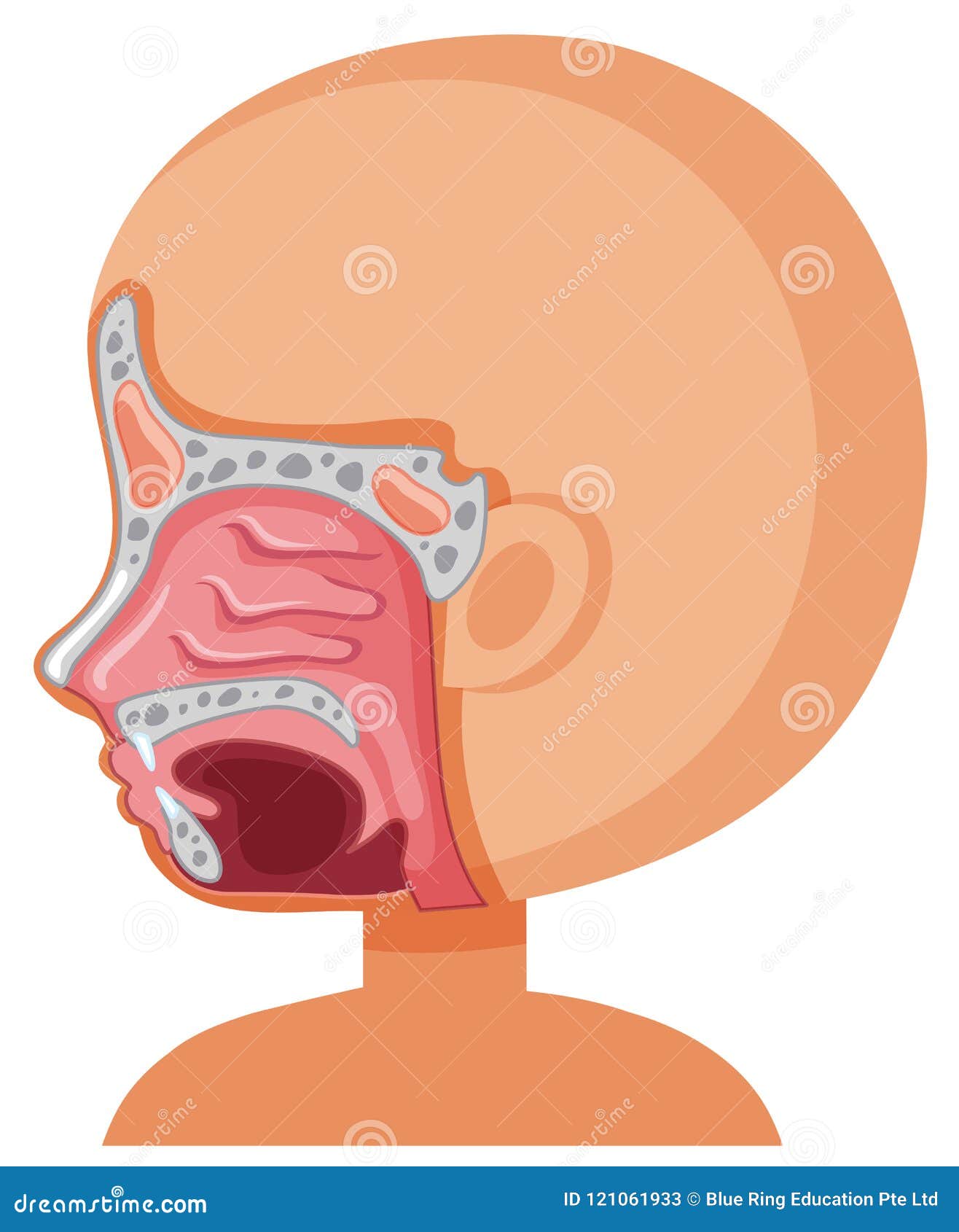 A Human Sinus System stock vector. Illustration of science - 121061933