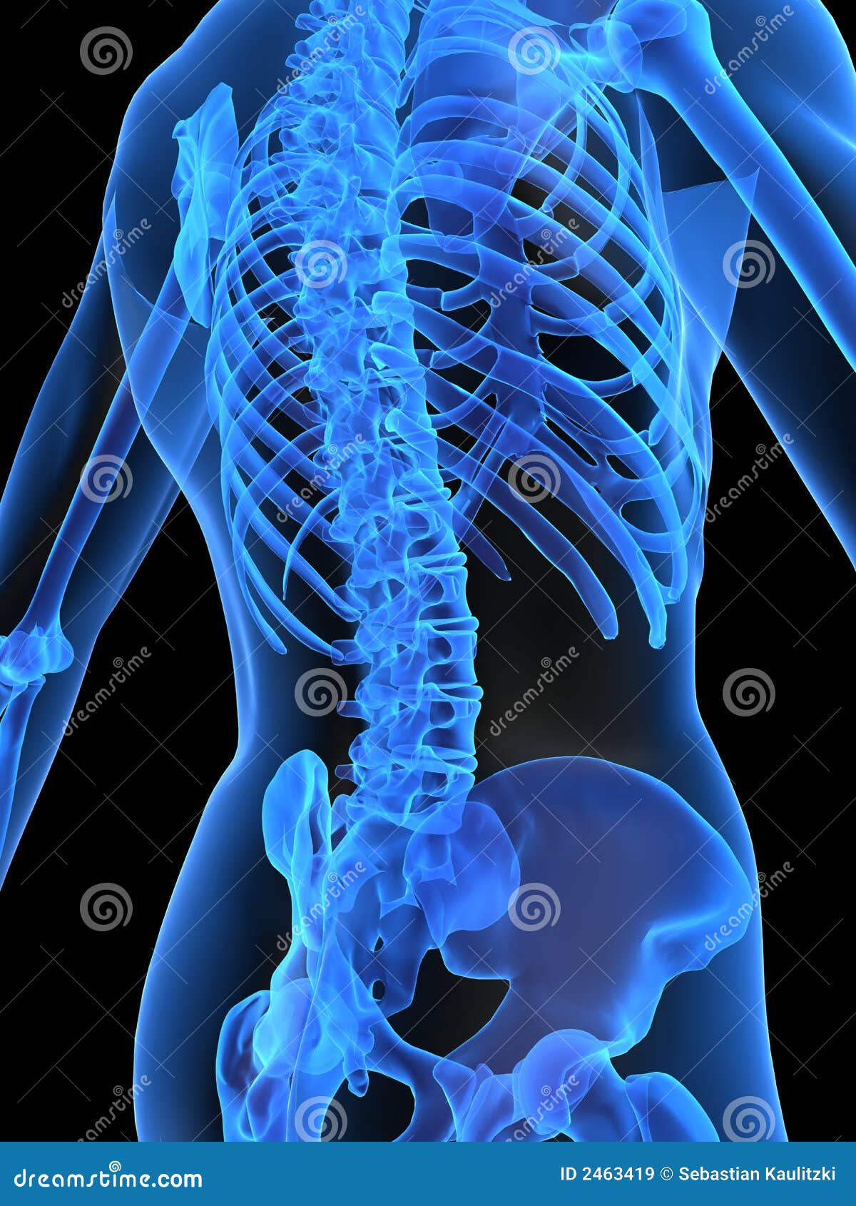 Human skeletal back stock illustration. Illustration of arthritis - 2463419