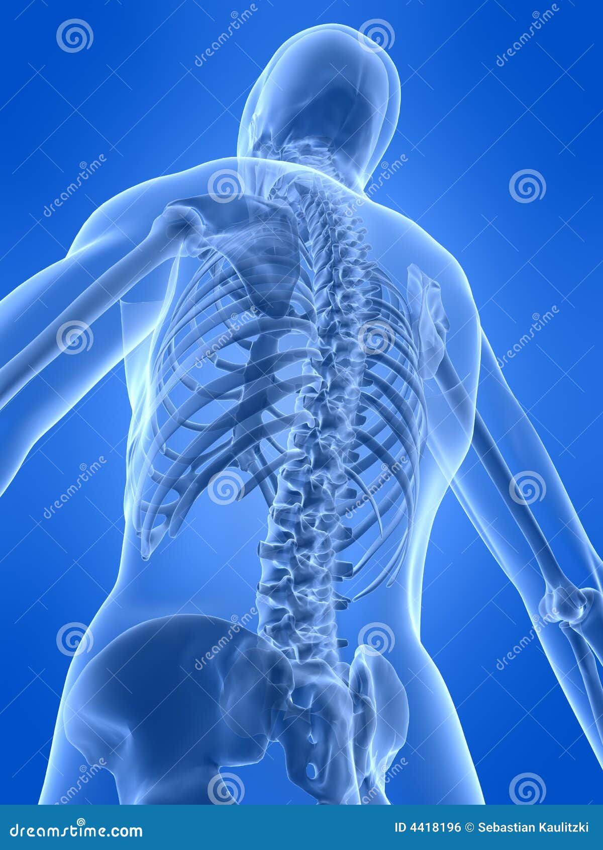 Human skeletal back stock illustration. Illustration of osteoporosis ...
