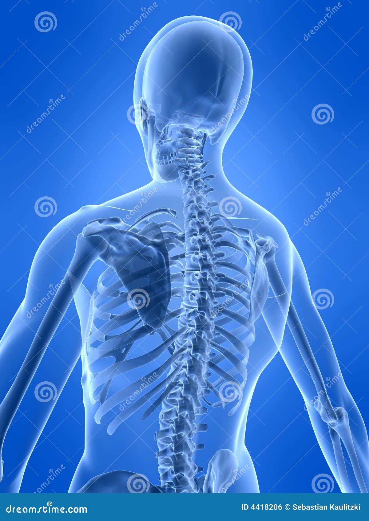 Human skeletal back stock illustration. Illustration of anatomical ...